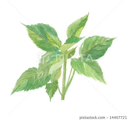 Perilla - Stock Illustration [14407721] - PIXTA