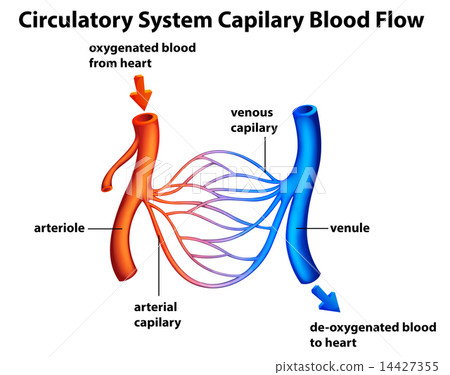 Venous Blood Flow Chart Blood Flow Diagram Stock Vector Images Alamy