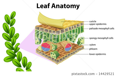 Leaf Epidermis Diagram