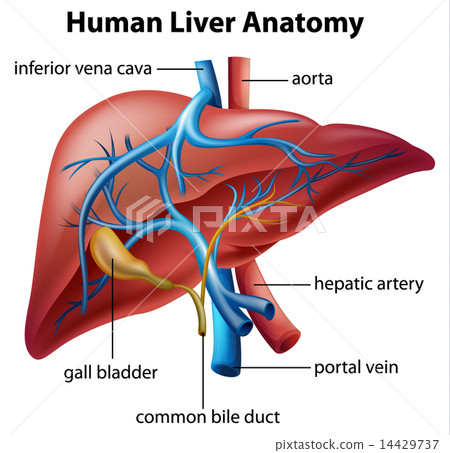 Human Liver Anatomy - Stock Illustration [14429737] - PIXTA