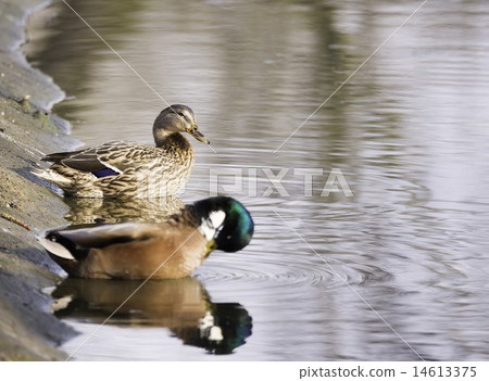 cute mallard - Stock Photo [14613375] - PIXTA