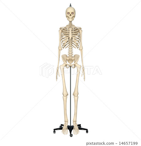 Skeletal specimen - Stock Illustration [14657199] - PIXTA