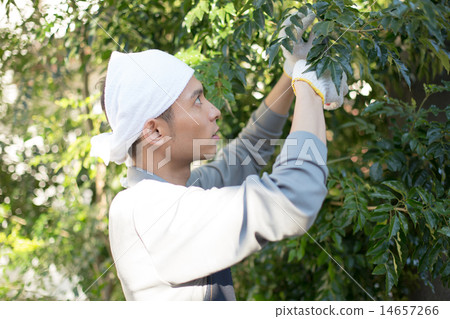 gardener, landscaper, pruning - Stock Photo [14657266] - PIXTA