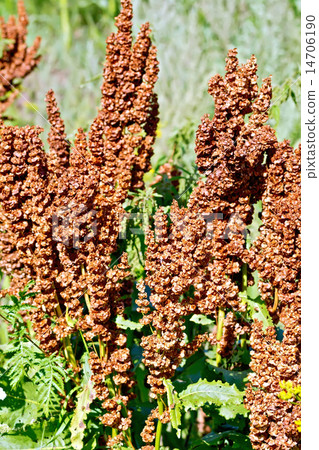 Rumex confertus - Stock Photo [14706190] - PIXTA