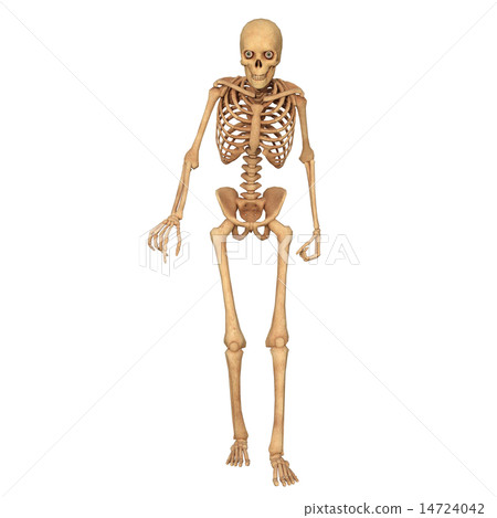skeleton - Stock Illustration [14724042] - PIXTA