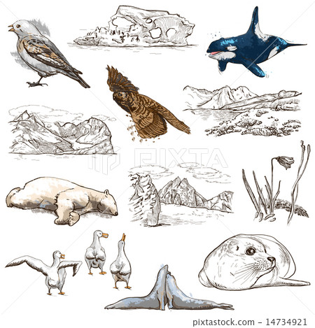 Polar Regions - An hand drawn pack on white-插圖素材 [14734921] - PIXTA圖庫