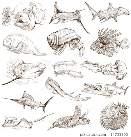 Underwater - Hand drawings on white - Stock Illustration [14735590] - PIXTA