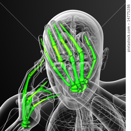 3d render illustration of the skeleton hand - Stock Illustration ...