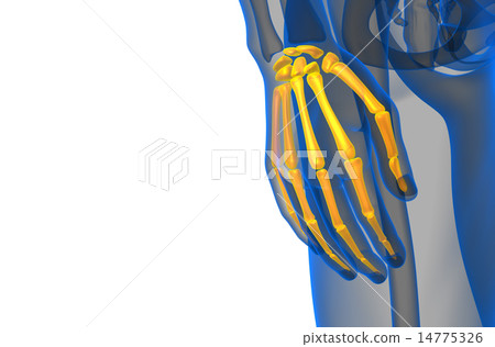 3d render illustration of the skeleton hand - Stock Illustration ...