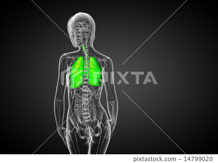 3d render illustration of the respiratory system - Stock Illustration ...