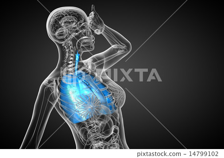 3d render illustration of the respiratory system - Stock Illustration ...