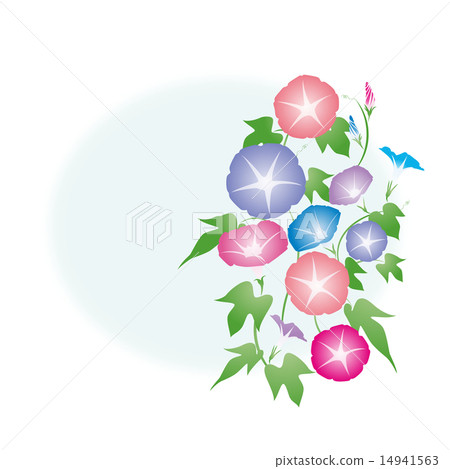 Morning glory-01 Asagao · morning glory ·... - Stock Illustration ...