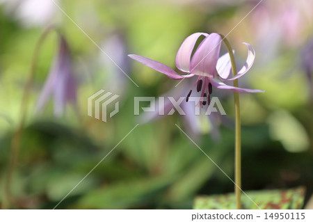 Katakuri flowers - Stock Photo [14950115] - PIXTA