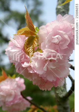 Yonsei cherry tree of Ninna-ji Temple - Stock Photo [15006053] - PIXTA