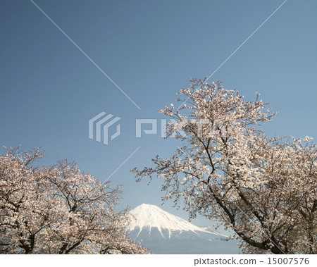 Fuji City, Cherry blossoms of Karigane Laze... - Stock Photo [15007576 ...