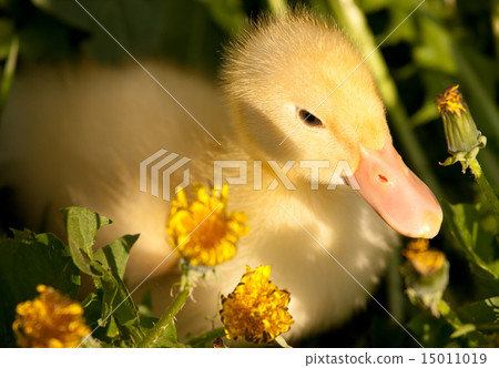Small duckling - Stock Photo [15011019] - PIXTA