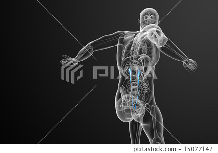 3d render medical illustration of the ureter-插圖素材 [15077142] - PIXTA圖庫