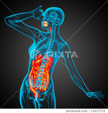 3d render illustration of the digestive system - Stock Illustration ...