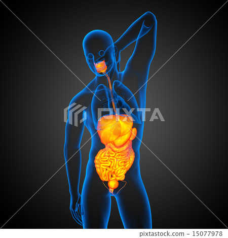 3d render illustration of the digestive system - Stock Illustration ...