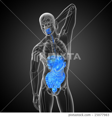 3d render illustration of the digestive system - Stock Illustration ...