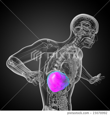 3d render medical illustration of the liver - Stock Illustration ...