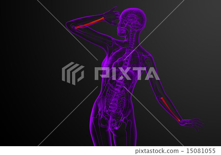 3d render medical illustration of the radius bone - Stock Illustration ...