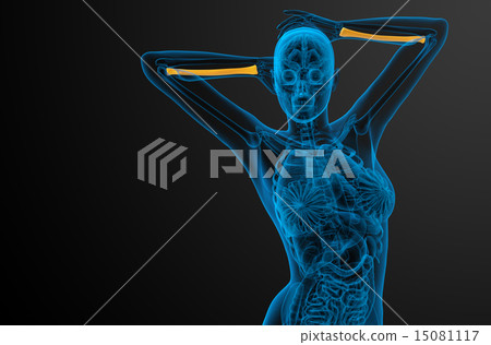 3d render medical illustration of the radius bone - Stock Illustration ...