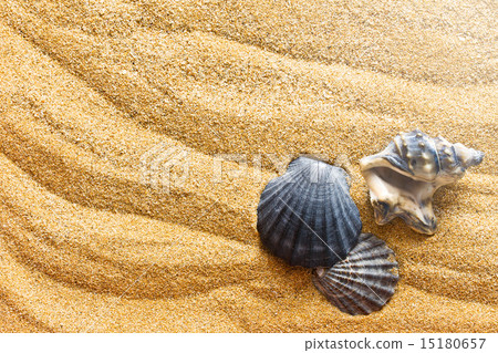 sea-shells-千图网