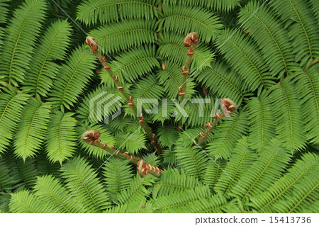 Stock Photo: flying spider monkey tree fern, Okinawa, large spiny tree ...