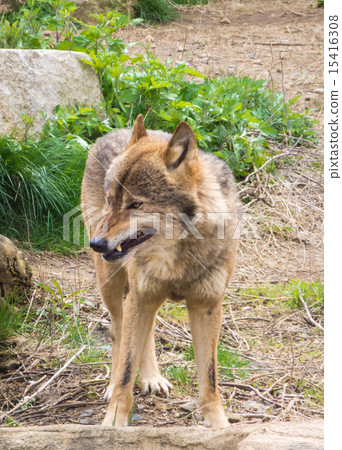Tama Animal Park Tyric Wolf - Stock Photo [15416308] - PIXTA