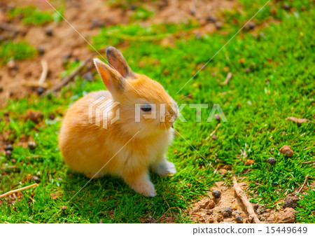beautiful small rabit - Stock Photo [15449649] - PIXTA