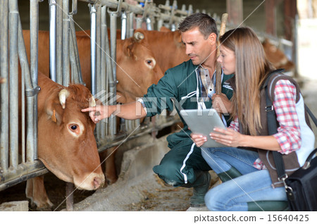 cows, tablet, cattle - Stock Photo [15640425] - PIXTA