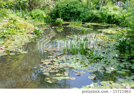 Biotope - Stock Photo [15721963] - PIXTA