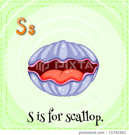 Scallop - Stock Illustration [15742983] - PIXTA