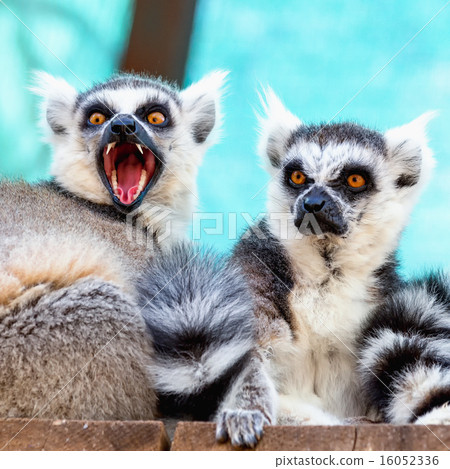 Hungry and angry lemurs - Stock Photo [16052336] - PIXTA