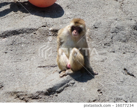 Monkey shaking ass - Stock Photo [16077234] - PIXTA