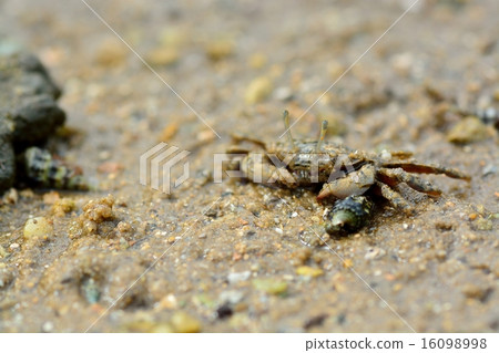 Futaba Oggani-照片素材（圖片） [16098998] - PIXTA圖庫