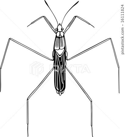 Common water strider - Stock Illustration [16111824] - PIXTA