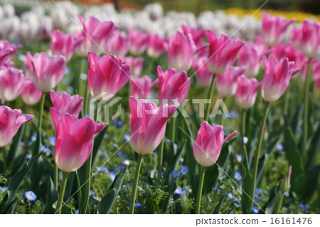 Tulip Royal Ten - Stock Photo [16161476] - PIXTA