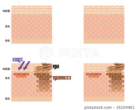 Skin cross section - Stock Illustration [16204961] - PIXTA