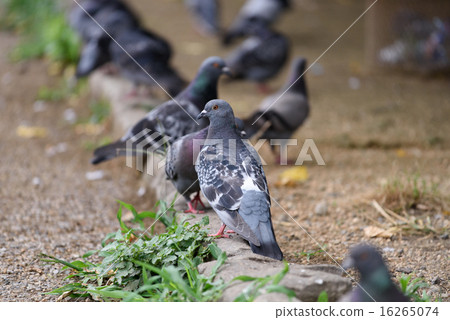 Look back at the pigeon back - Stock Photo [16265074] - PIXTA