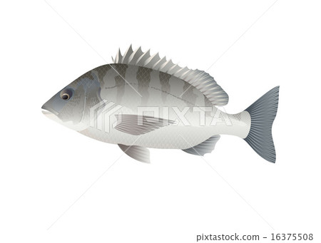 Kurodai - Stock Illustration [16375508] - PIXTA