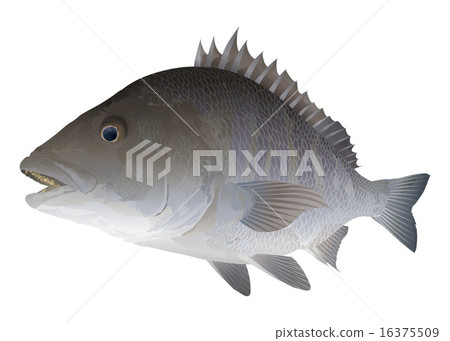 Kurodai - Stock Illustration [16375509] - PIXTA