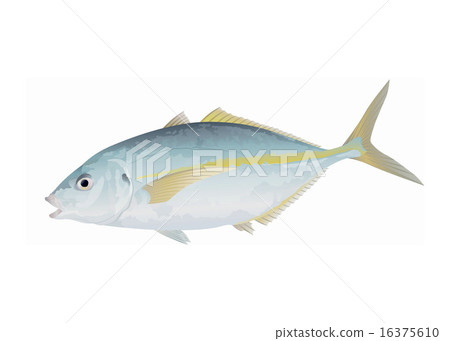 Shimaji - Stock Illustration [16375610] - PIXTA