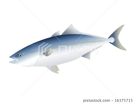 Yellowtail - Stock Illustration [16375715] - PIXTA