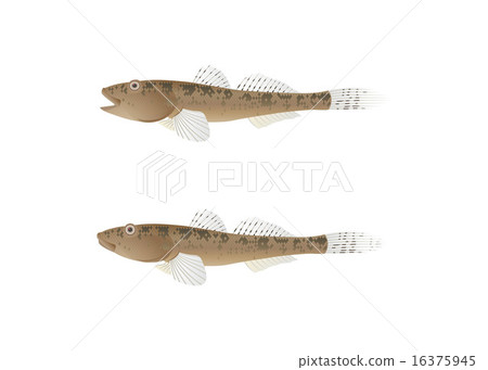 Goby - Stock Illustration [16375945] - PIXTA