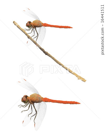 Red dragonfly illustration - Stock Illustration [16441511] - PIXTA