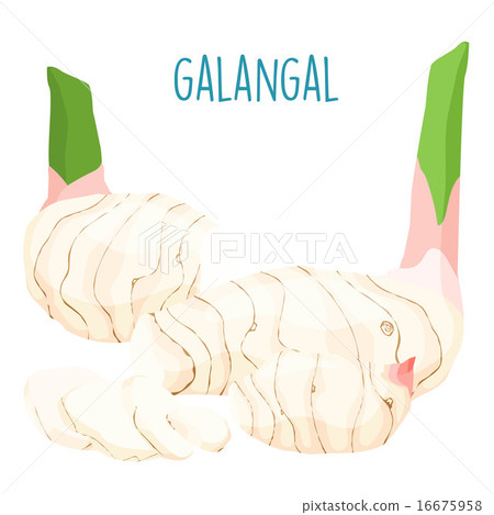 fresh galangal root on with background vector - Stock Illustration ...