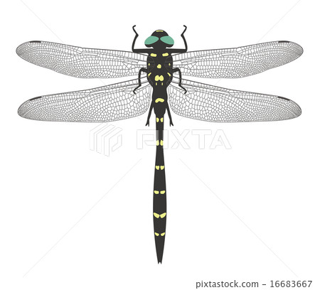 Tonbo _008 - Stock Illustration [16683667] - PIXTA