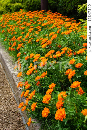 July Flower Marie gold · Asteraceae 53 hill... - Stock Photo [16847340 ...